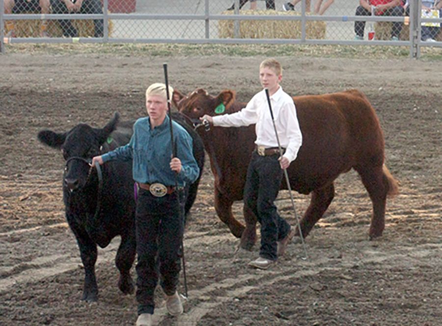 4H/FFA livestock sale to be online - Bitterroot Star