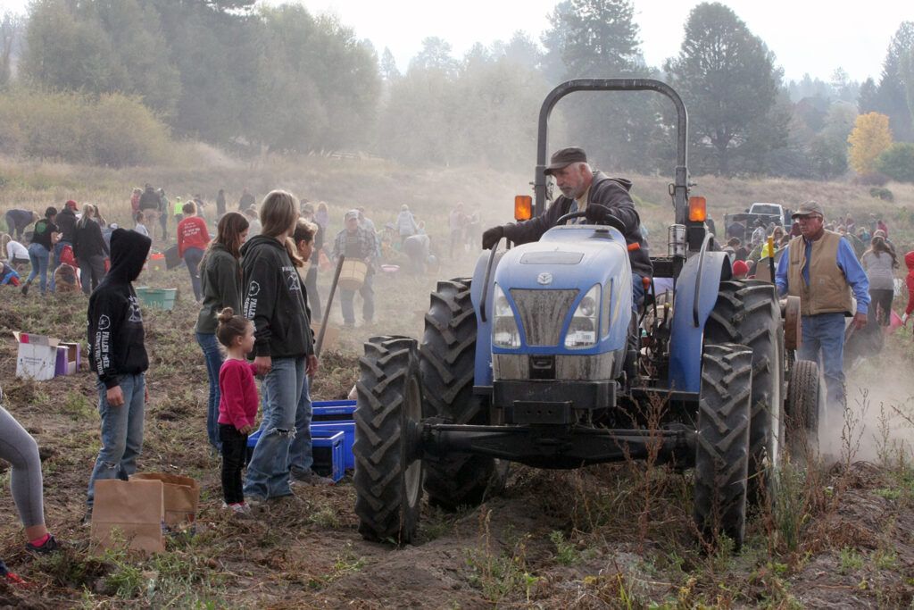 Annual spud dig a success - Bitterroot Star