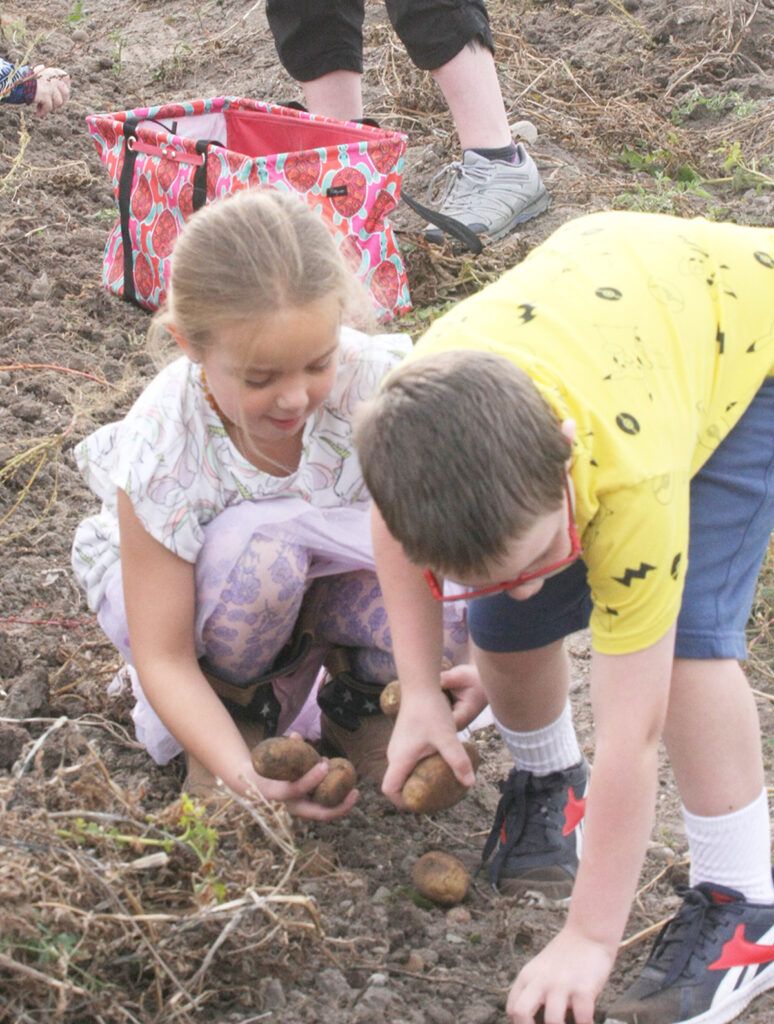 Annual spud dig a success - Bitterroot Star