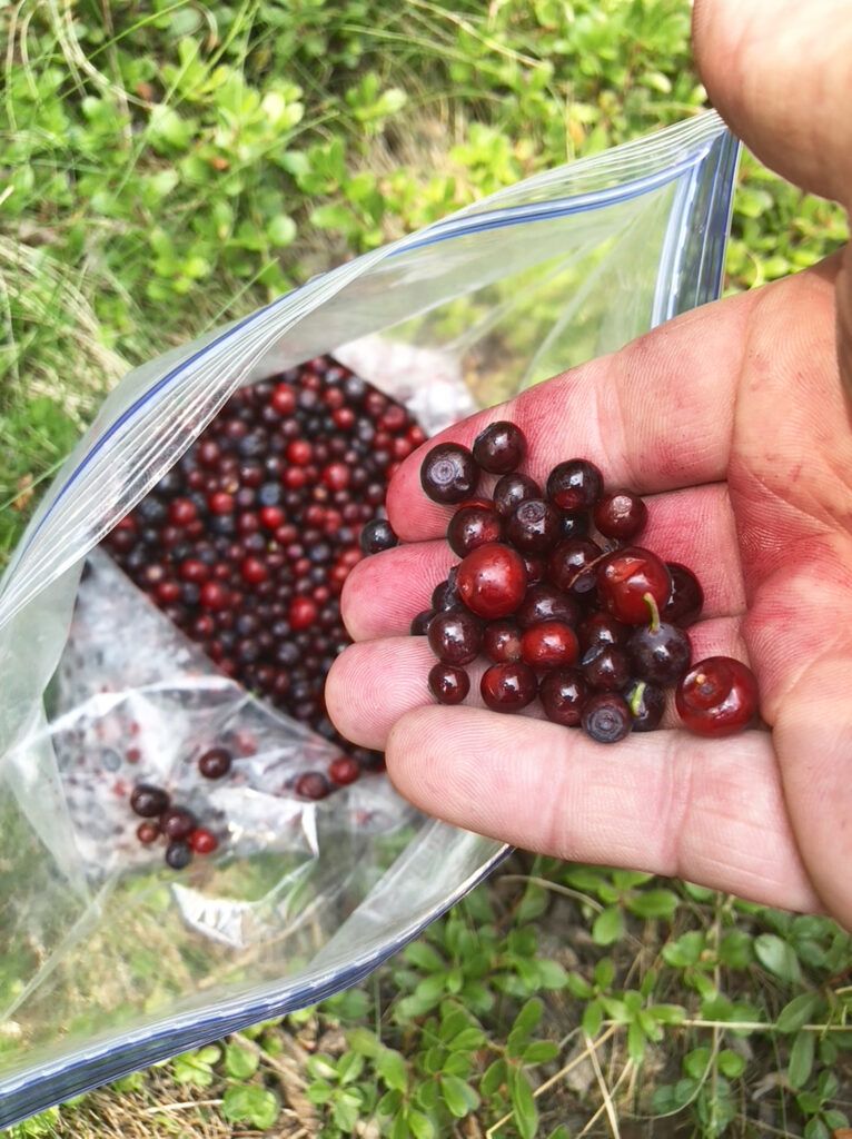 It's huckleberry season! - Bitterroot Star