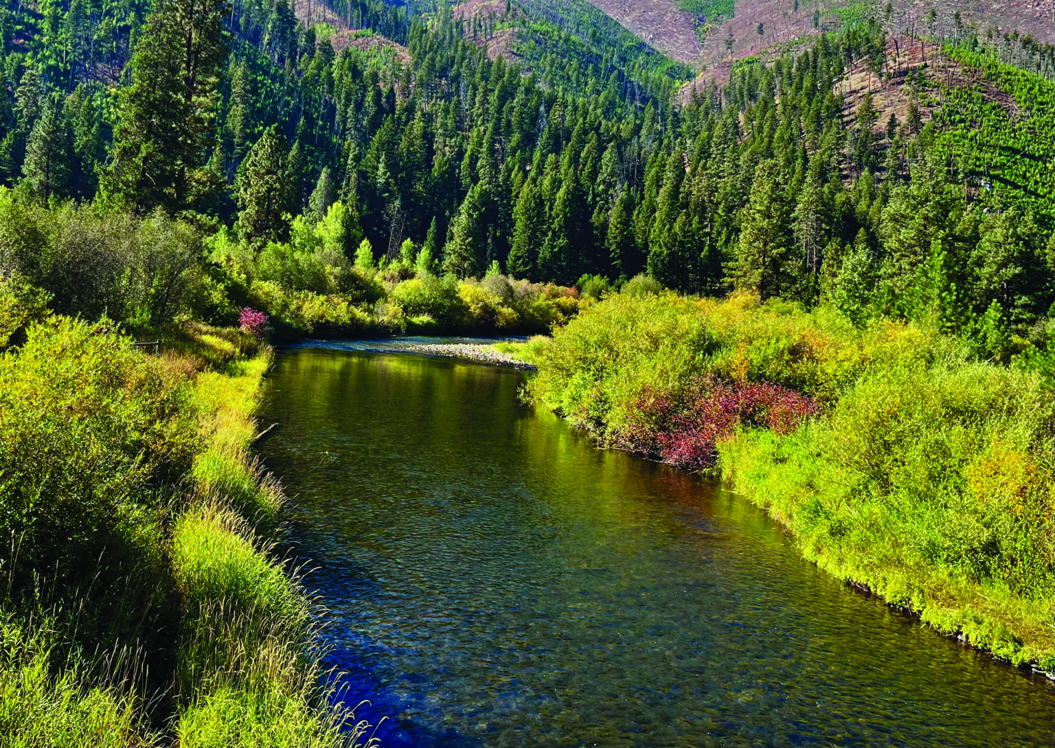 News Archives - Bitterroot Star