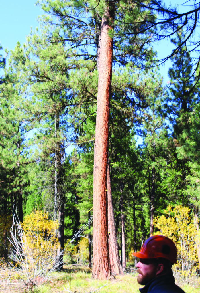 FS chief approves emergency action on Bitterroot Front Project - Bitterroot Star