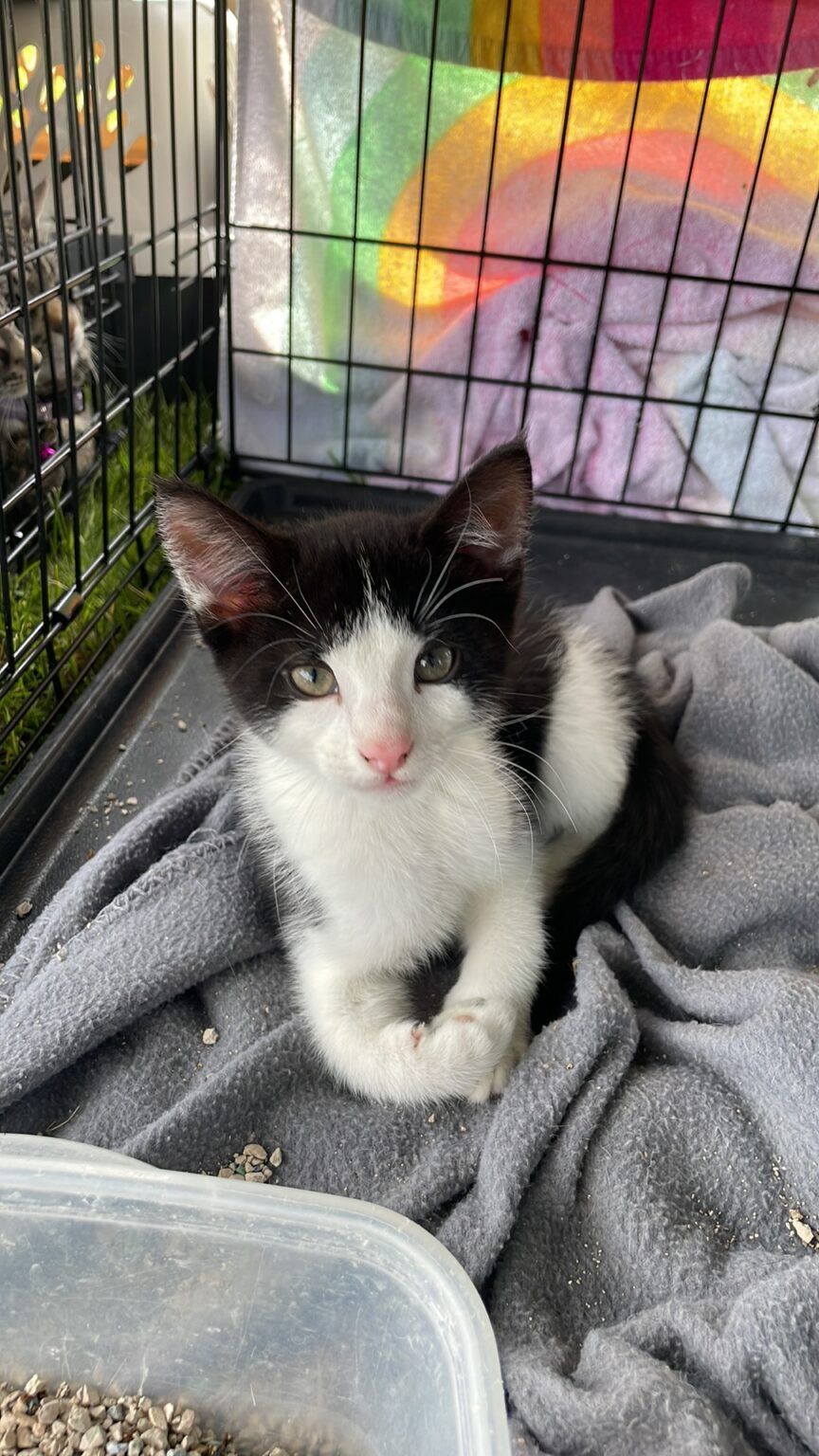 Cat adoptions @Wild About Pets - Bitterroot Star