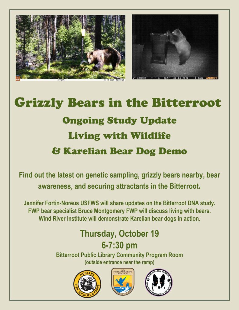 Grizzly Bears in the Bitterroot Presentation - Bitterroot Star
