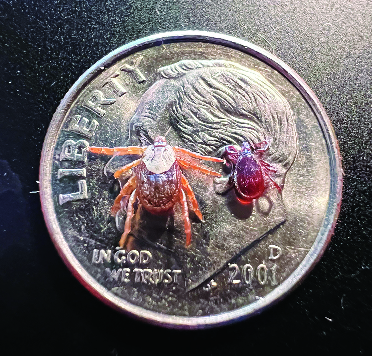 NIH scientists confirm Lyme Disease tick in Montana - Bitterroot Star