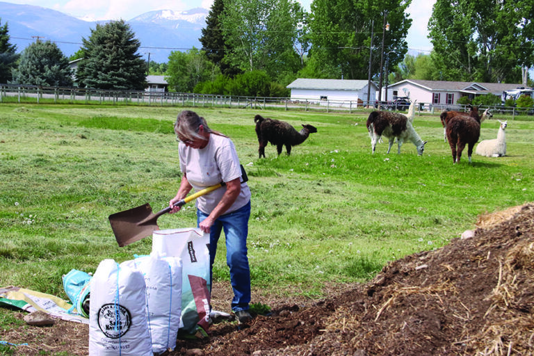 Llama poop supports llama, alpaca sanctuary - Bitterroot Star