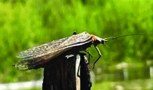 Flyfishing Journal - with salmonflies, expect the unexpected ...